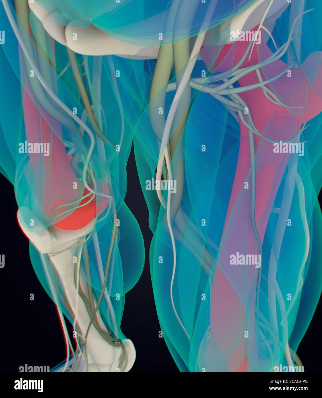 Femur bone. Human anatomy. 3D illustration Stock Photo - Alamy
