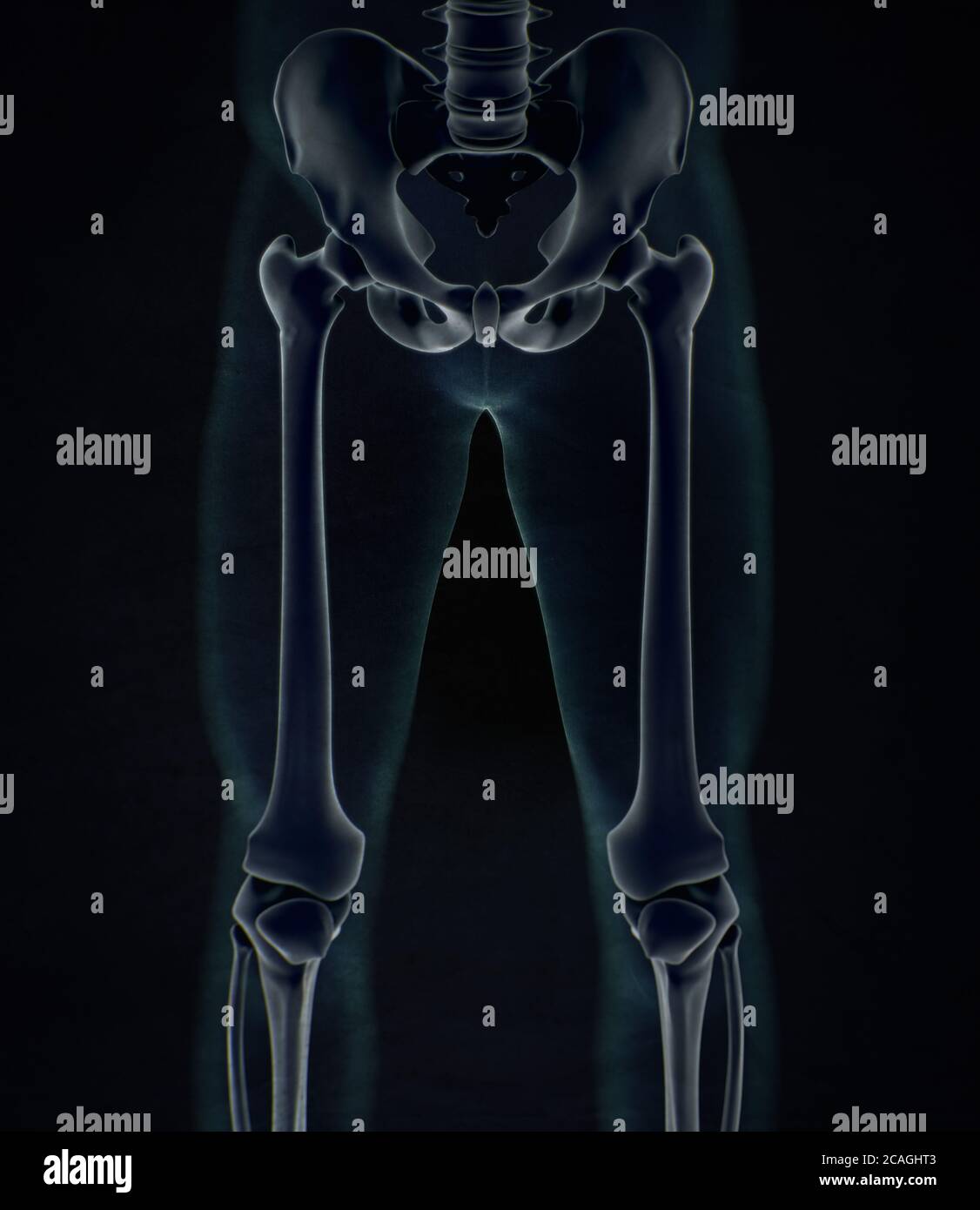 Ilium bone, hip bone or pelvis. Human anatomy, bone skeletal structure ...