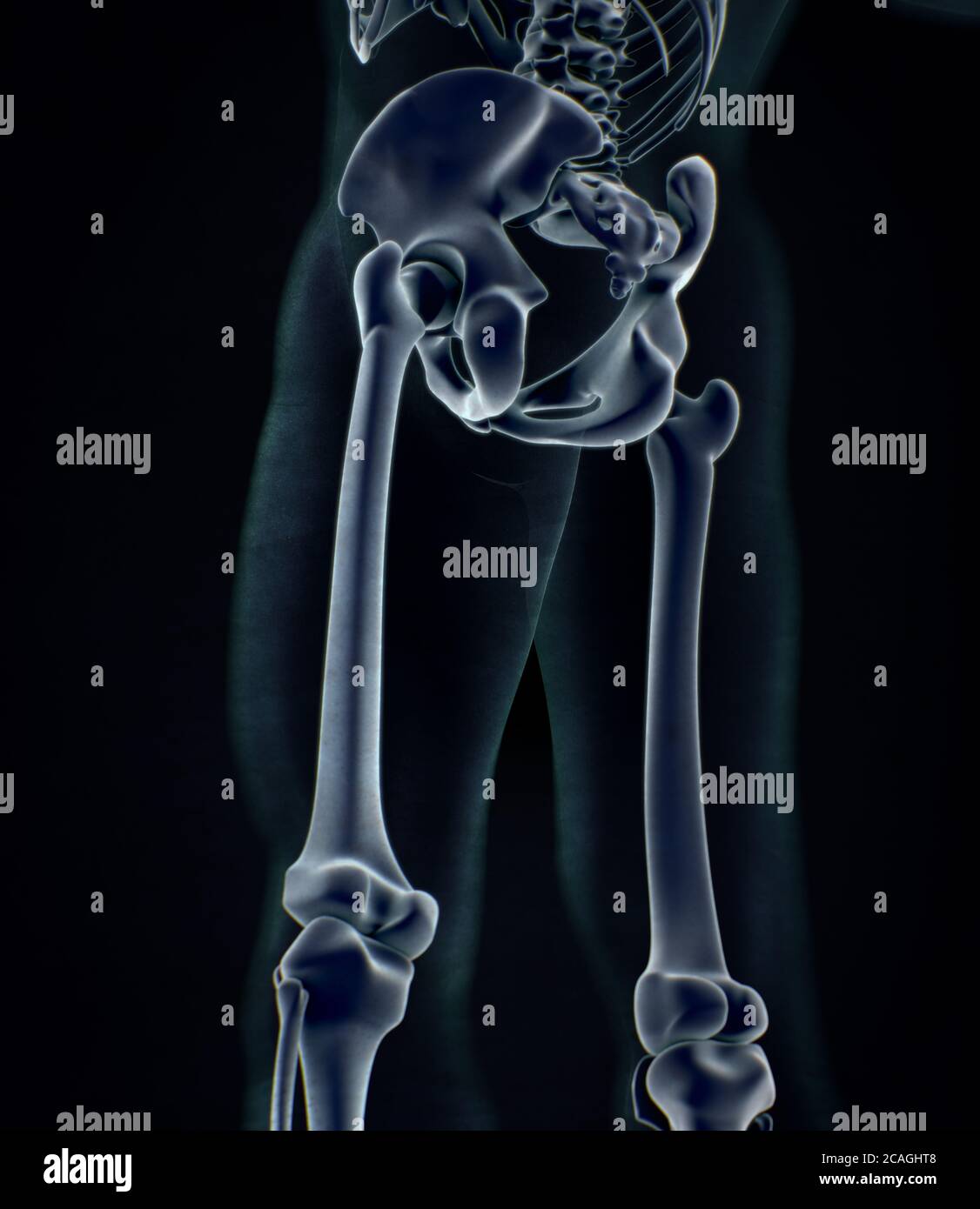 Ilium bone, hip bone or pelvis. Human anatomy, bone skeletal structure ...