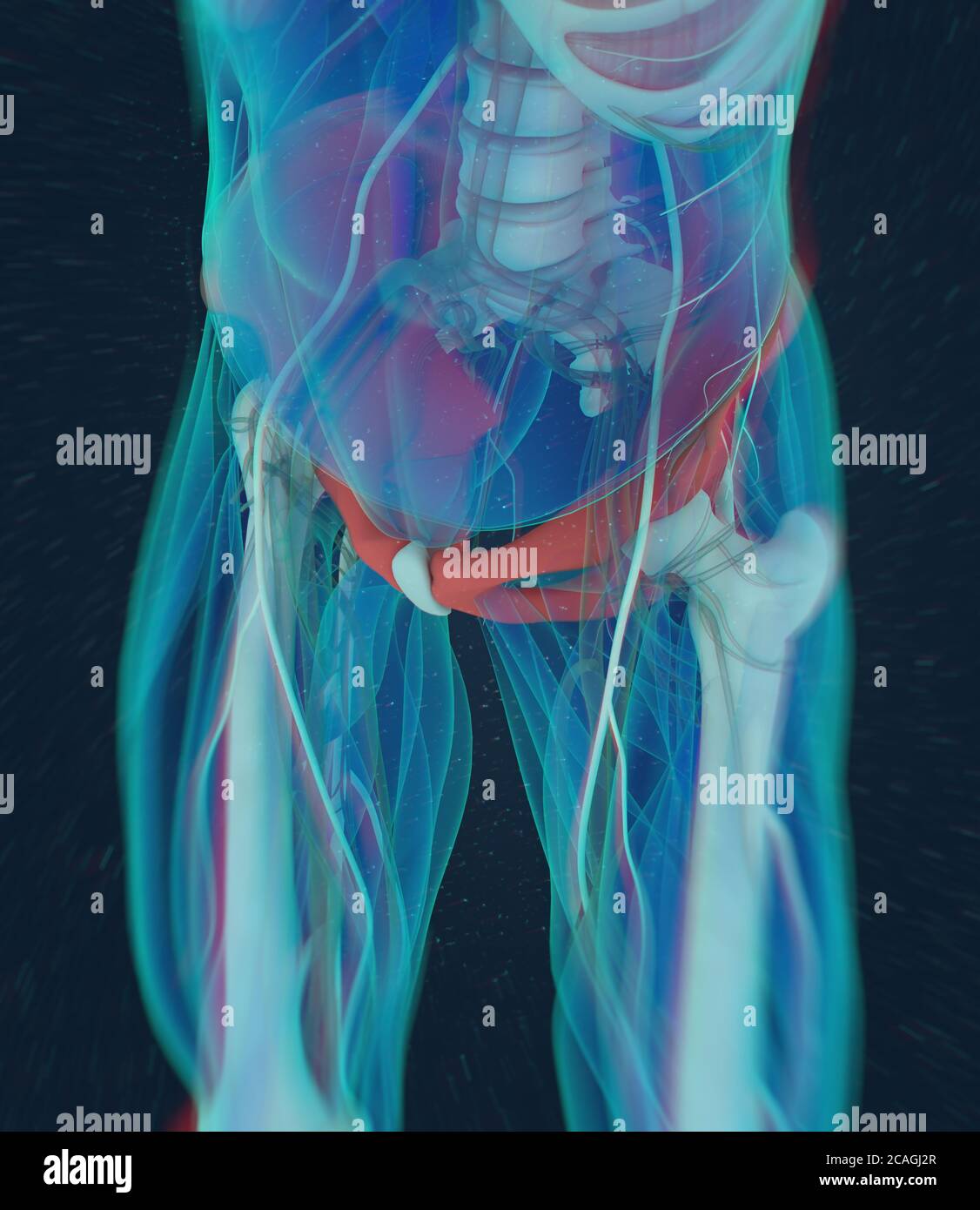 Ilium bone, hip bone or pelvis. Human anatomy, bone skeletal structure ...