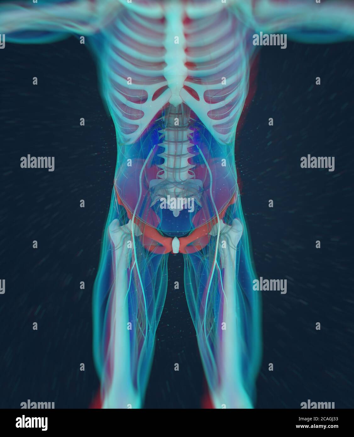 Ilium bone, hip bone or pelvis. Human anatomy, bone skeletal structure ...