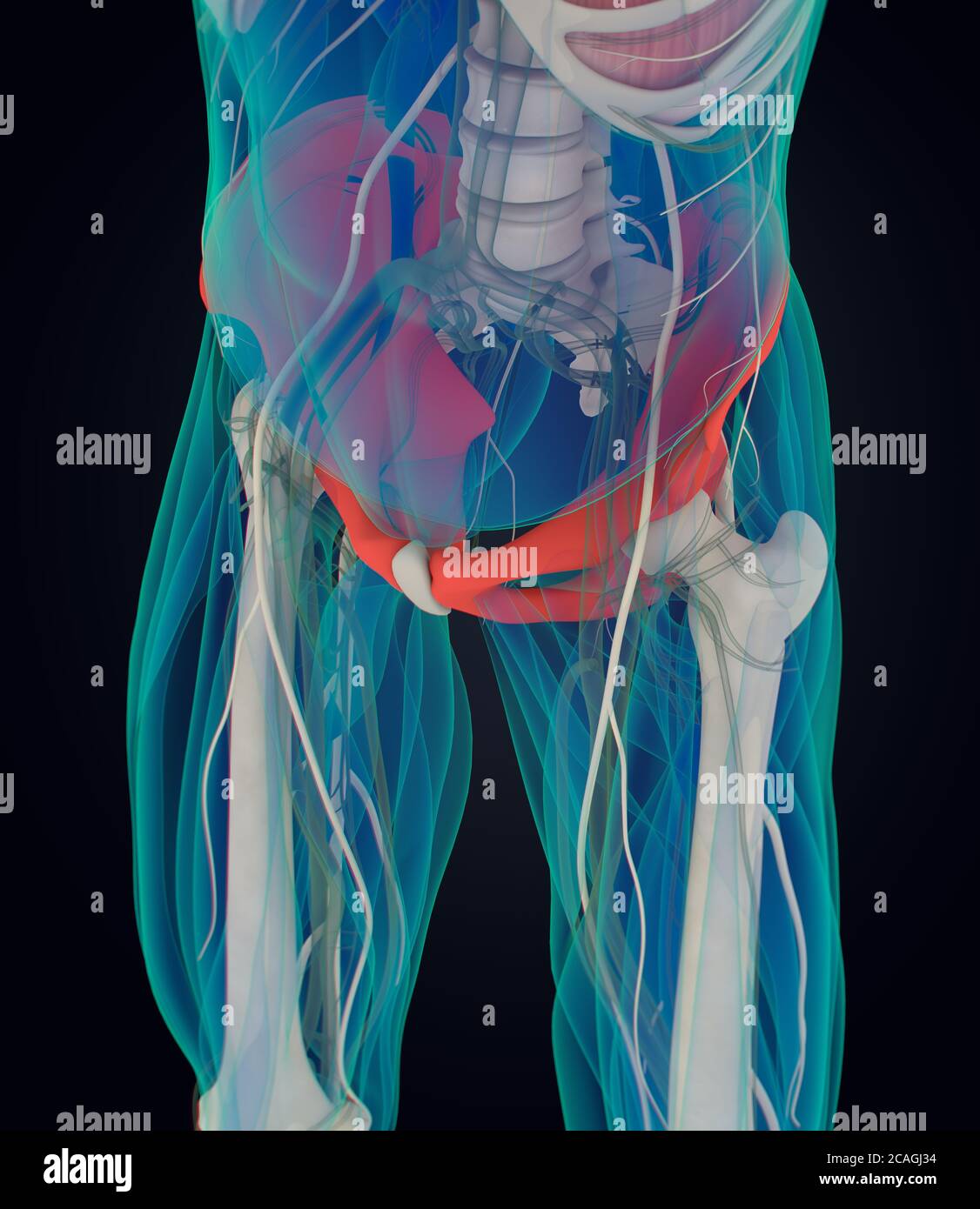Ilium bone, hip bone or pelvis. Human anatomy, bone skeletal structure ...