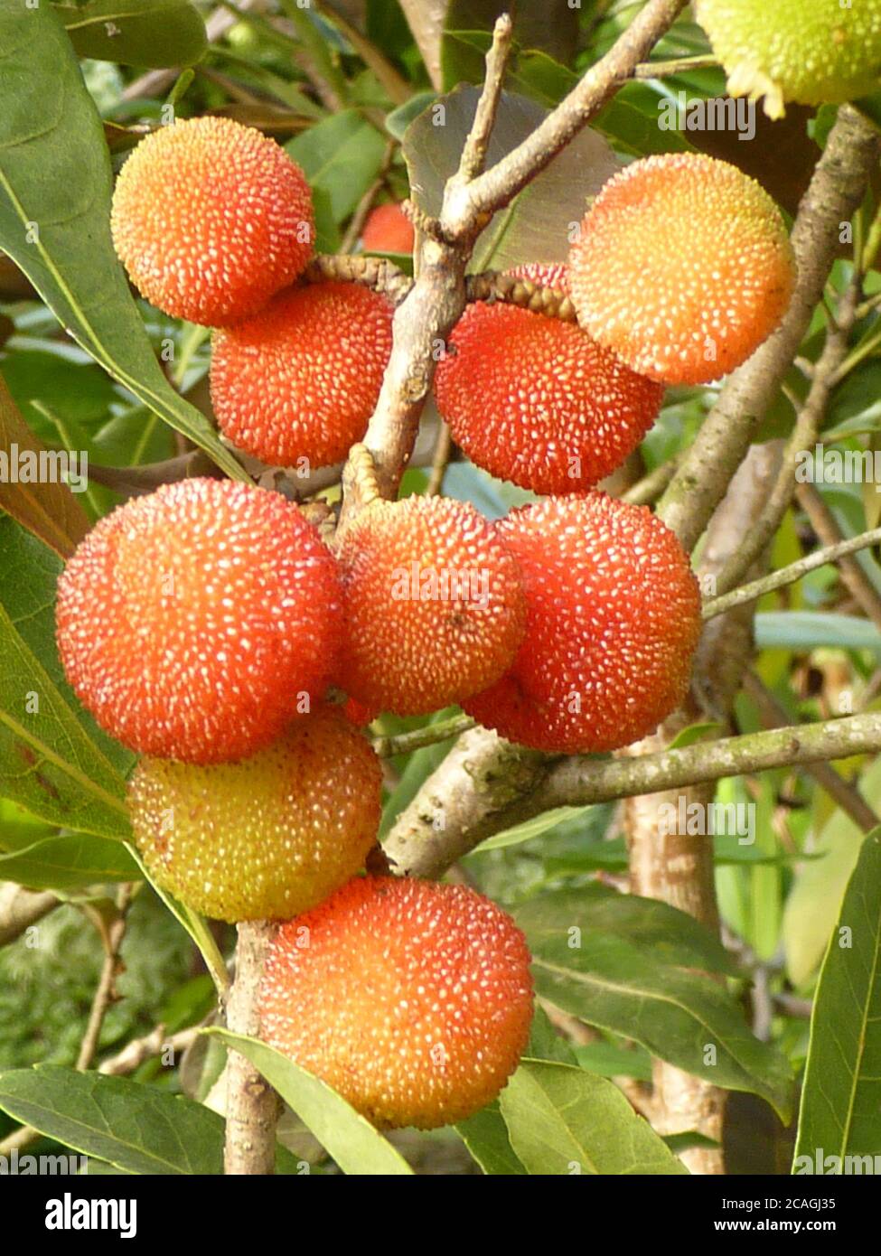 Bayberry tree hi-res stock photography and images - Alamy