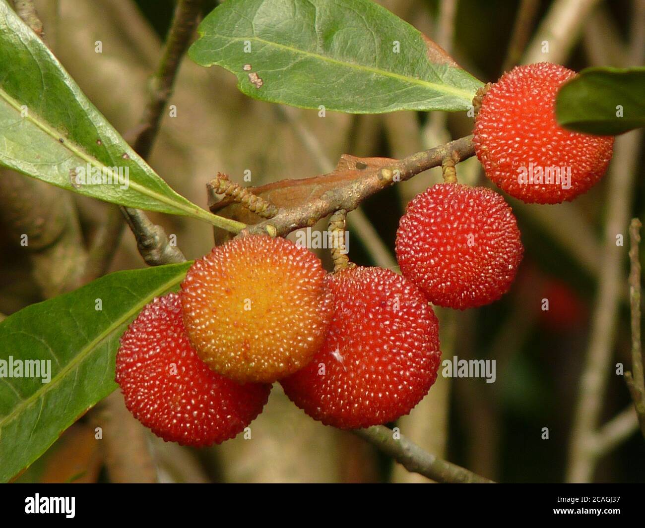 Bayberry tree hi-res stock photography and images - Alamy