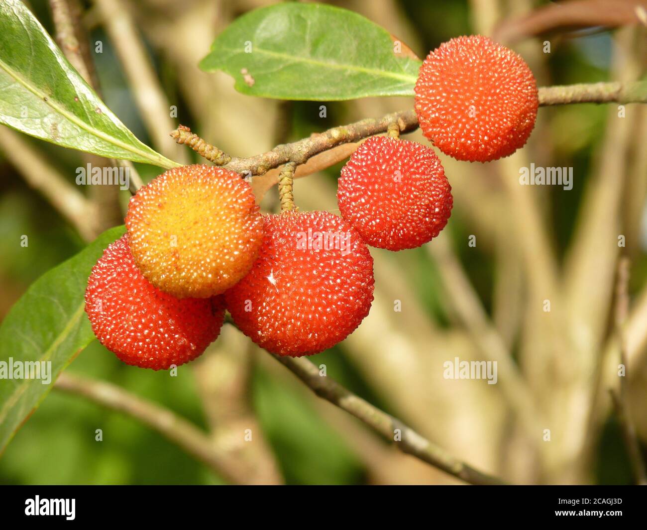 Bayberry tree hi-res stock photography and images - Alamy