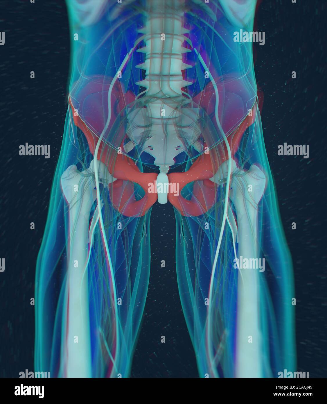 Ilium bone, hip bone or pelvis. Human anatomy, bone skeletal structure ...