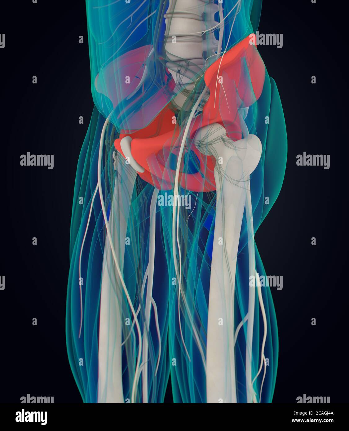 Ilium bone, hip bone or pelvis. Human anatomy, bone skeletal structure ...