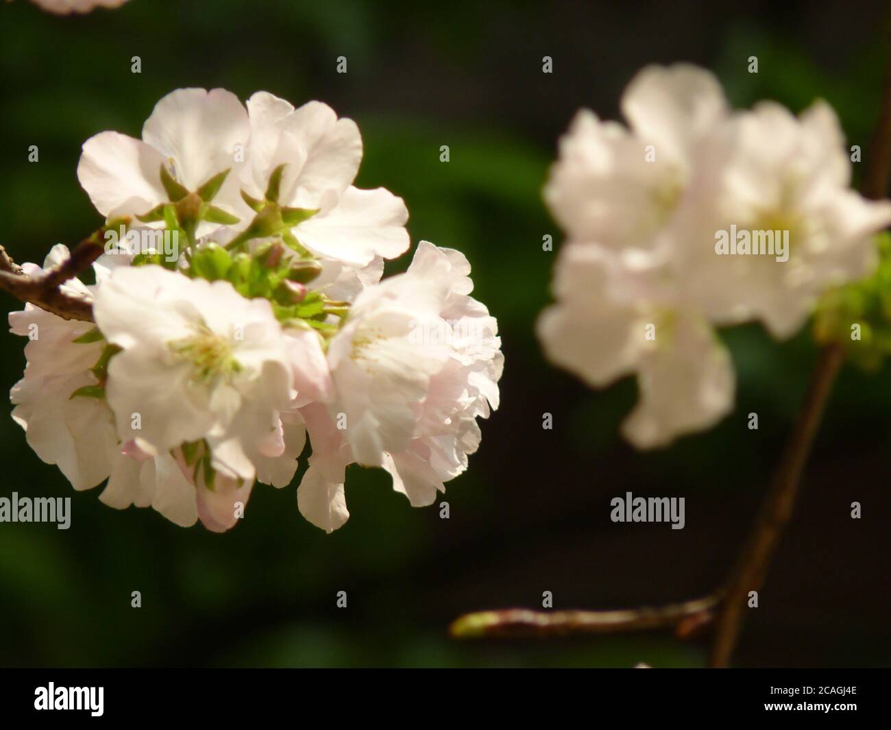 Selective focus shot of cherry blossoms on a branch of a tree Stock ...