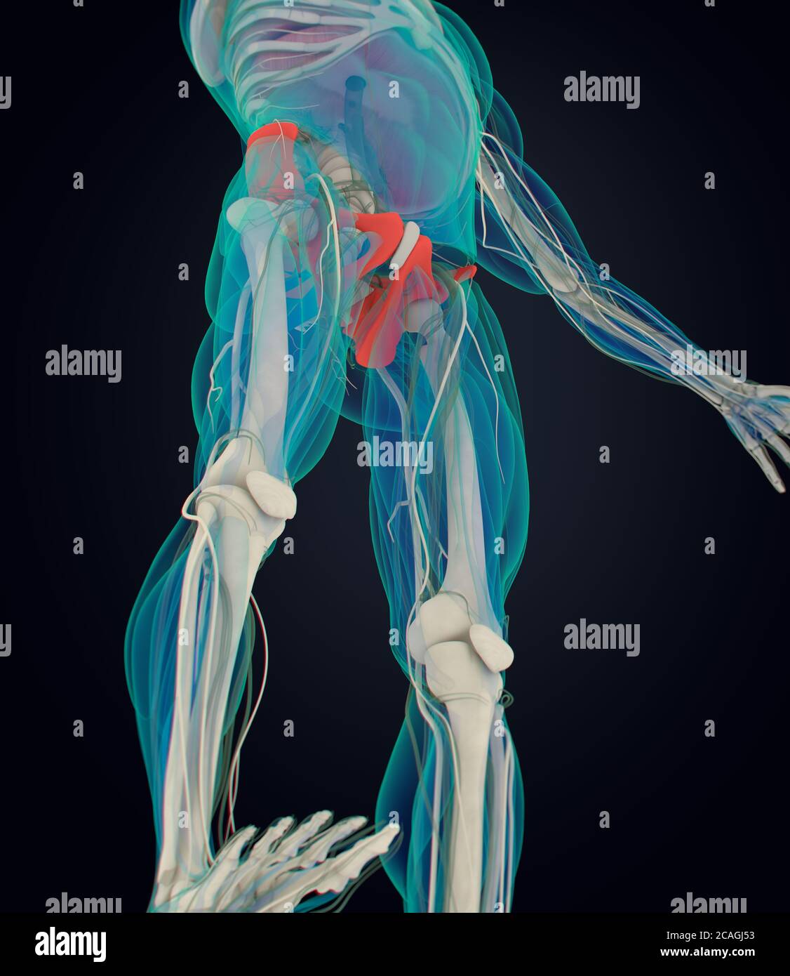 Ilium bone, hip bone or pelvis. Human anatomy, bone skeletal structure ...