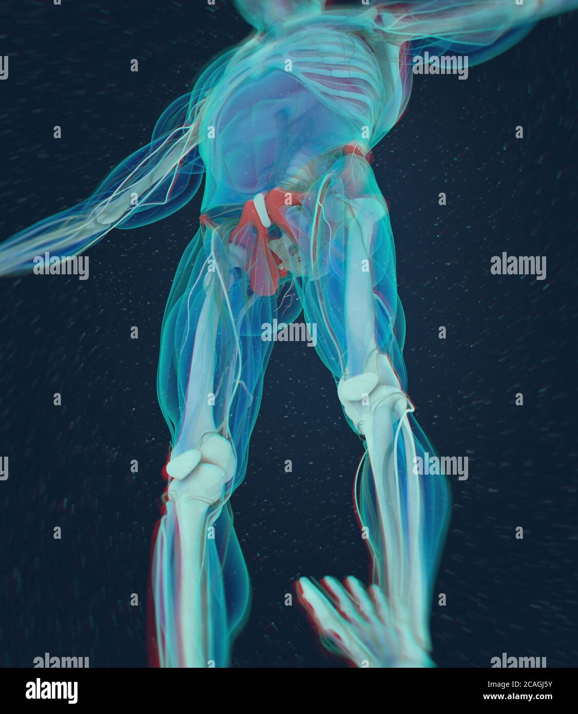 Ilium bone, hip bone or pelvis. Human anatomy, bone skeletal structure ...