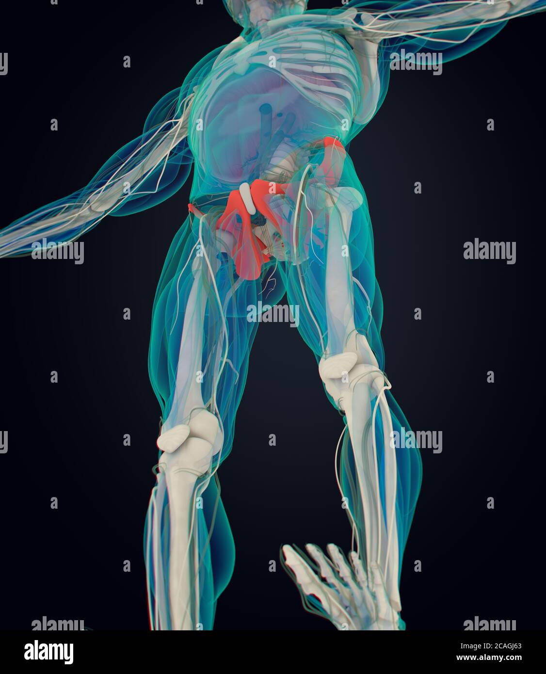 Ilium bone, hip bone or pelvis. Human anatomy, bone skeletal structure ...