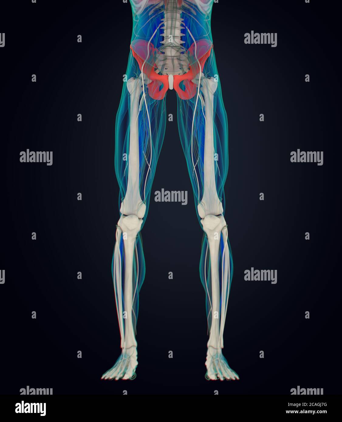 Ilium bone, hip bone or pelvis. Human anatomy, bone skeletal structure ...