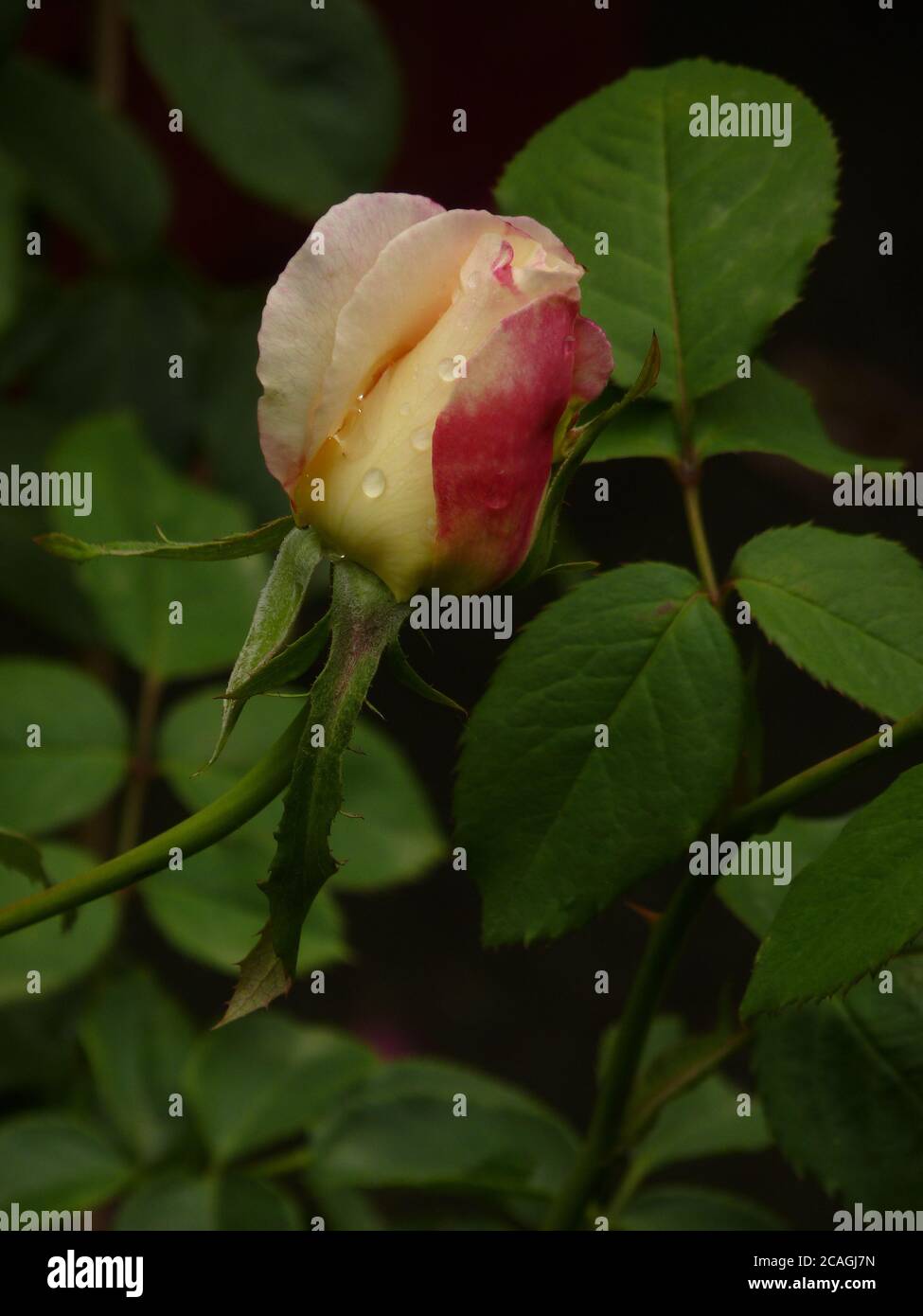 Vertical selective focus shot of a white and red rose bud growing in ...