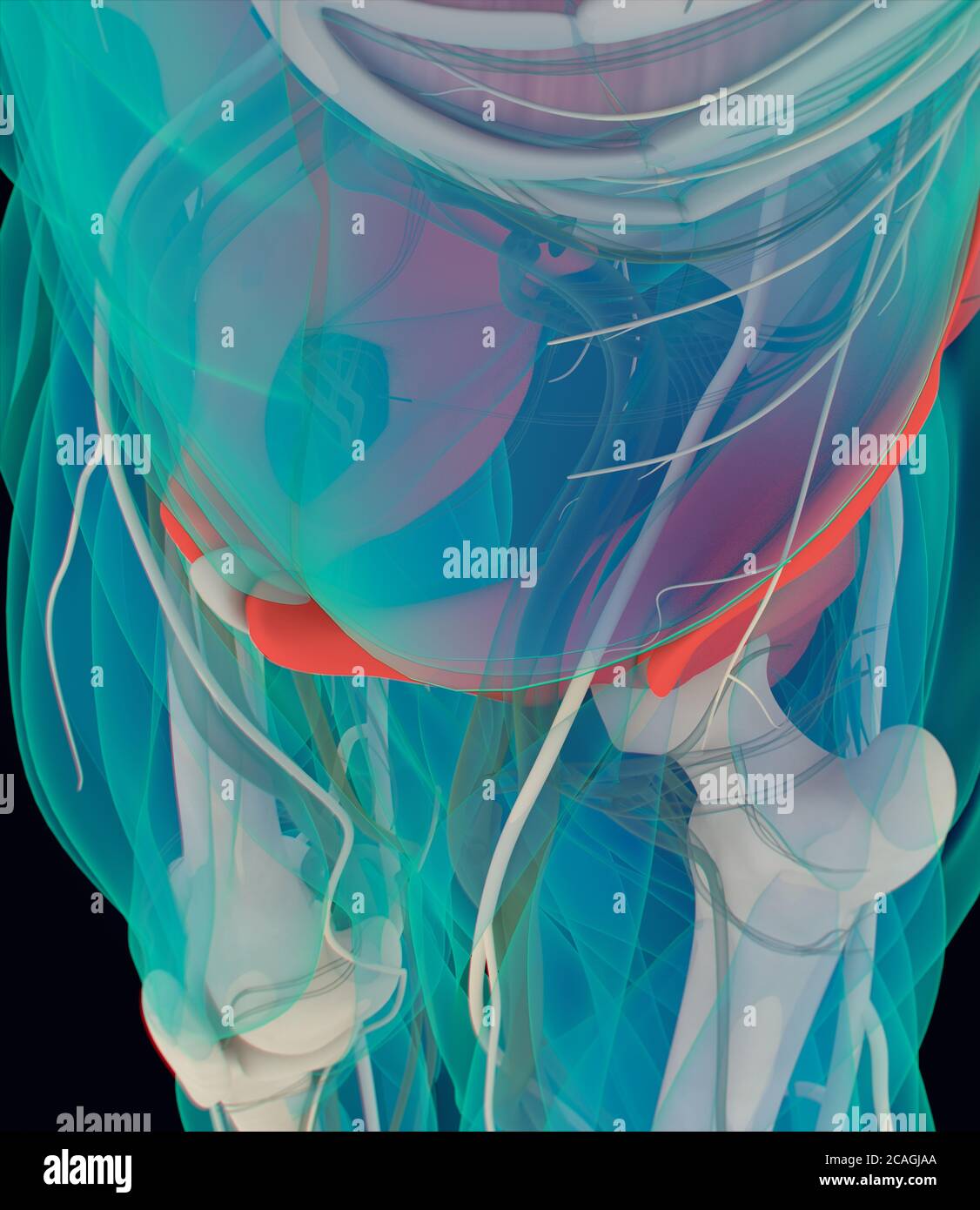 Ilium bone, hip bone or pelvis. Human anatomy, bone skeletal structure ...