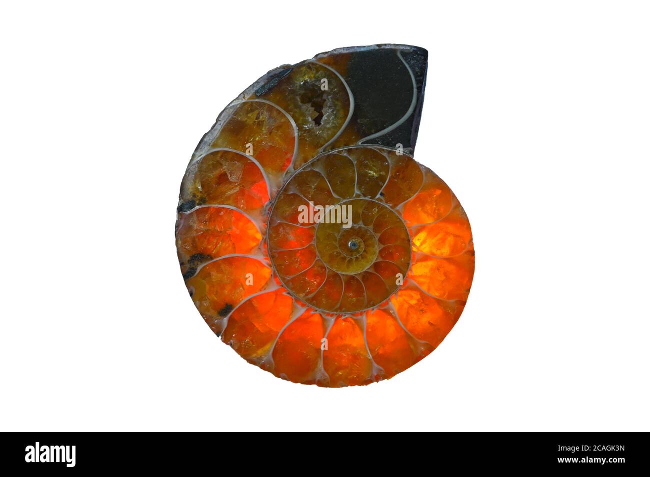 Fossil isolated on white background. Bright amber-colored ammonite ...