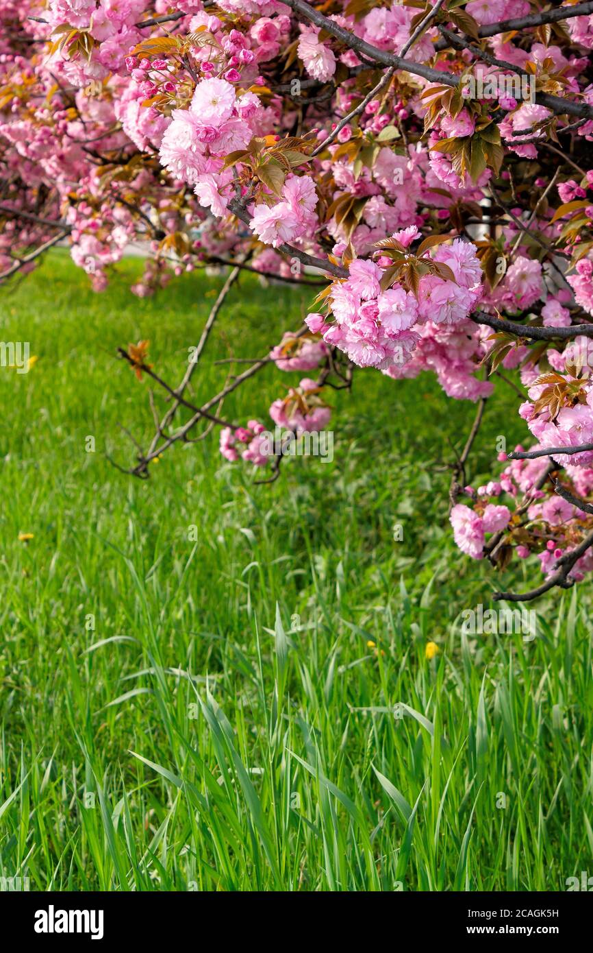 pink sakura blossom above the green grass. nature beauty in springtime ...