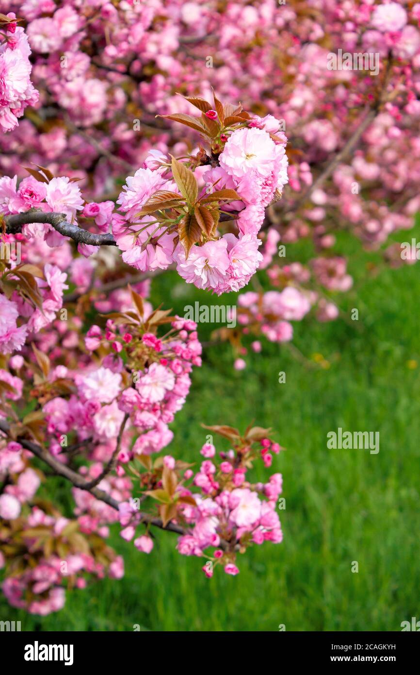 pink sakura blossom above the green grass. nature beauty in springtime ...