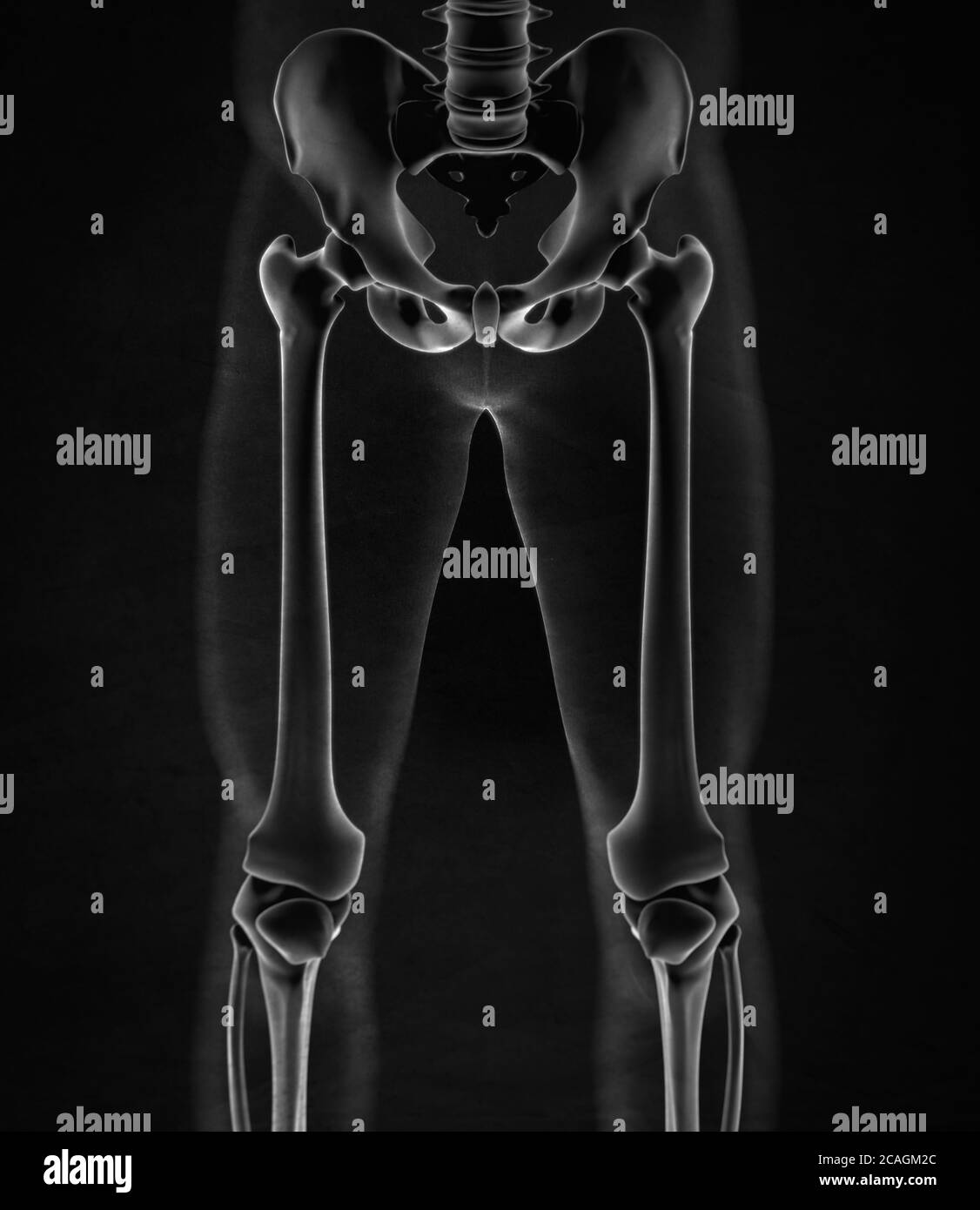 Ilium bone, hip bone or pelvis. Human anatomy, bone skeletal structure ...