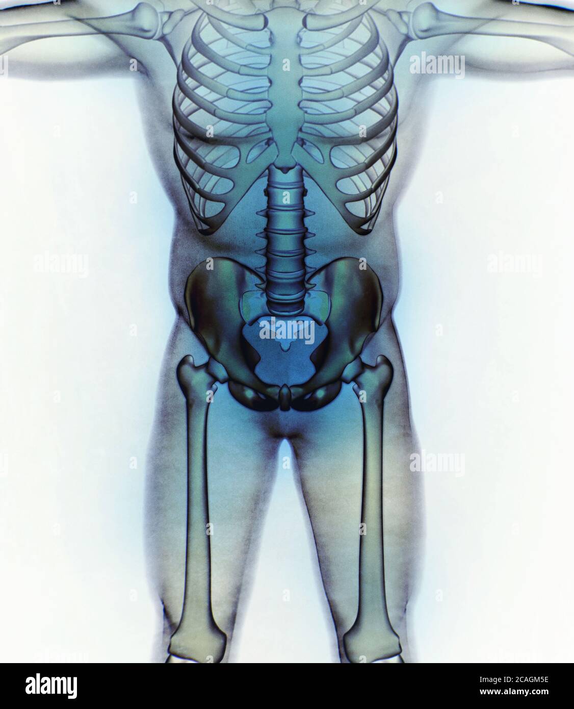 Iliac Bone High Resolution Stock Photography and Images - Alamy