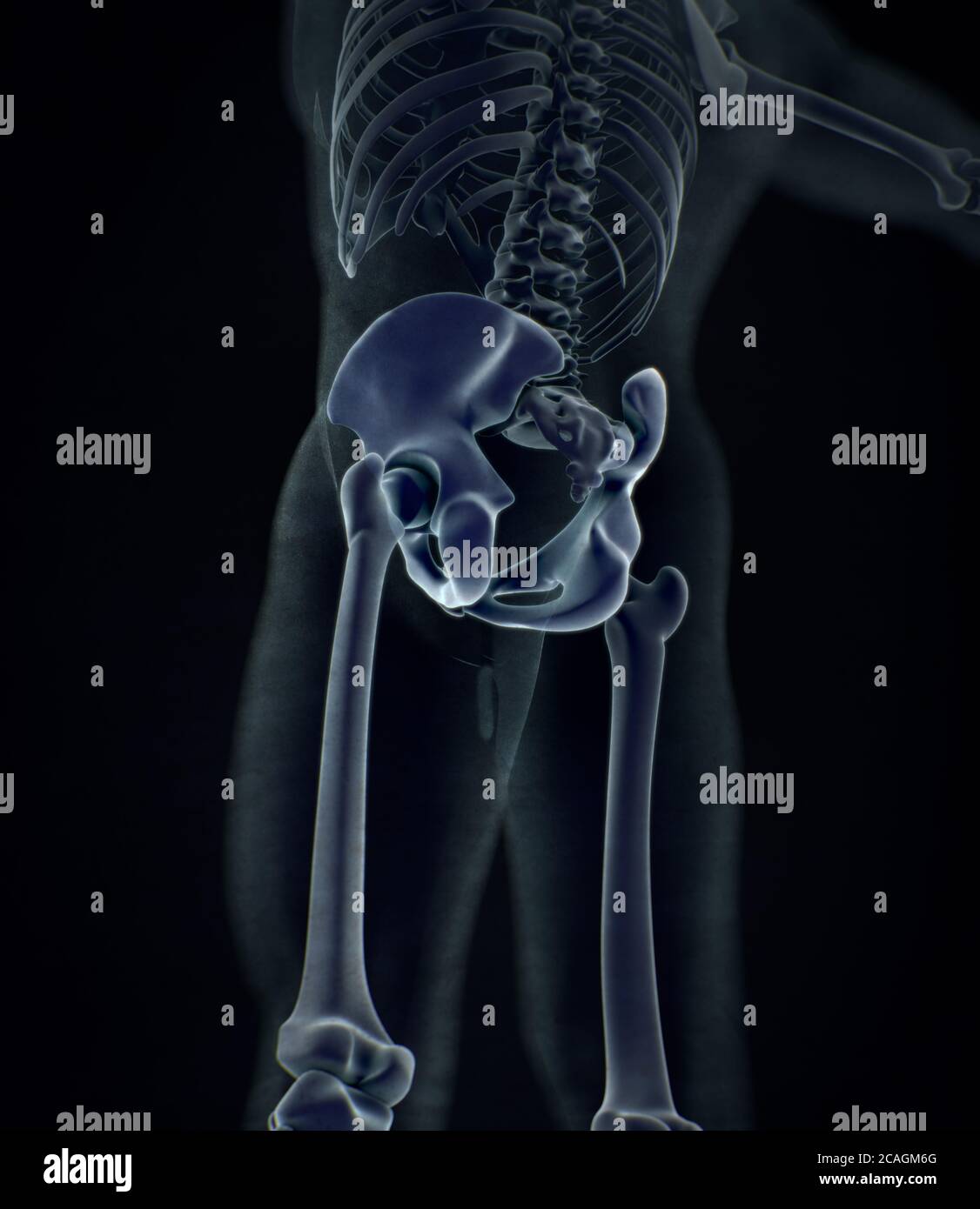 Ilium Bone Hip Bone Or Pelvis Human Anatomy Bone Skeletal Structure Xray 3d Illustration