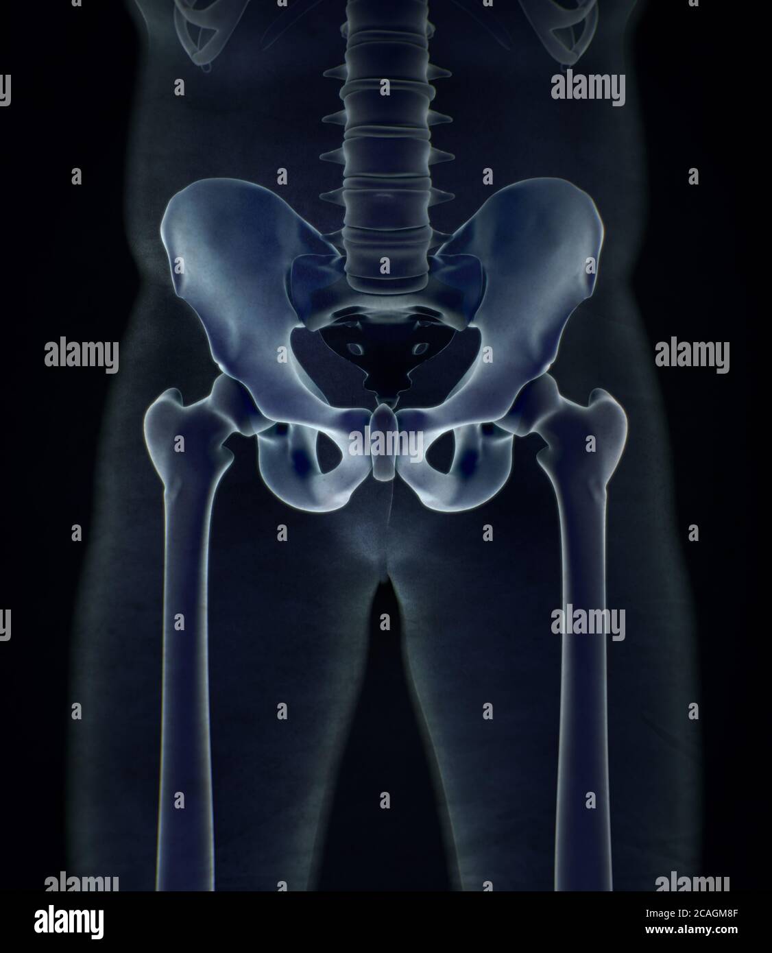 Ilium bone, hip bone or pelvis. Human anatomy, bone skeletal structure ...