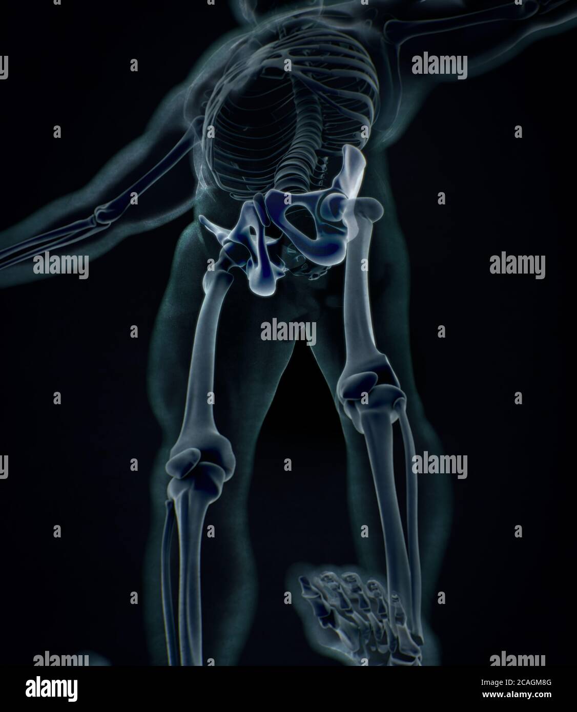 Ilium Bone Hip Bone Or Pelvis Human Anatomy Bone Skeletal Structure Xray 3d Illustration