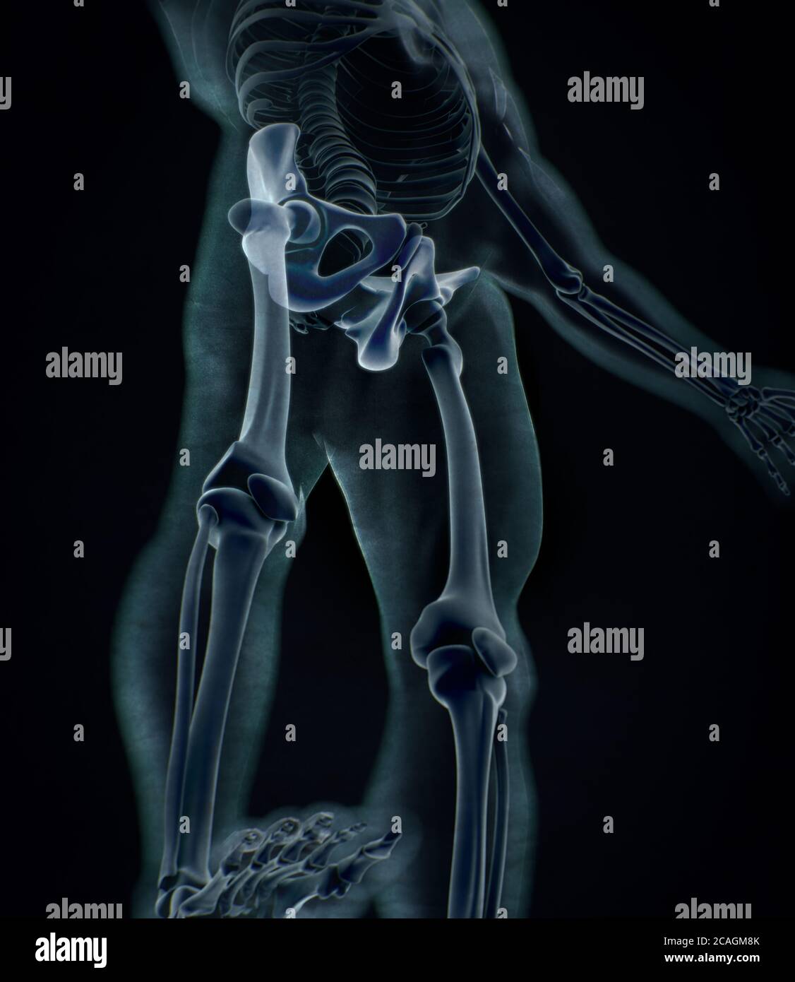 Ilium bone, hip bone or pelvis. Human anatomy, bone skeletal structure ...
