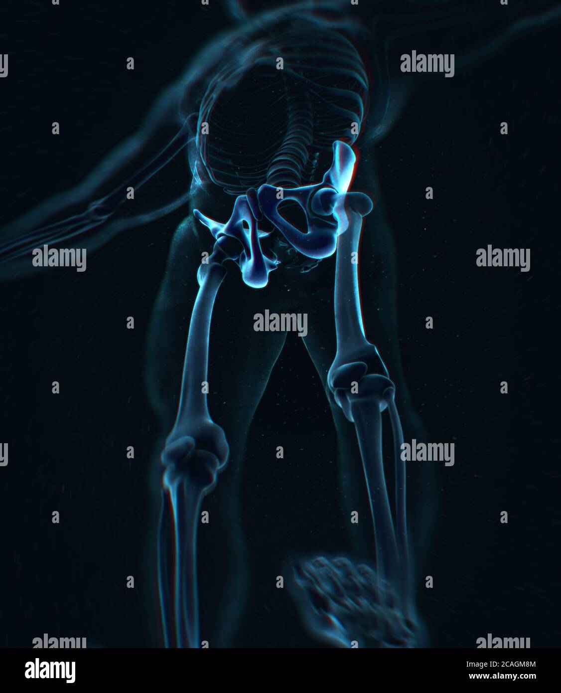 Ilium bone, hip bone or pelvis. Human anatomy, bone skeletal structure ...