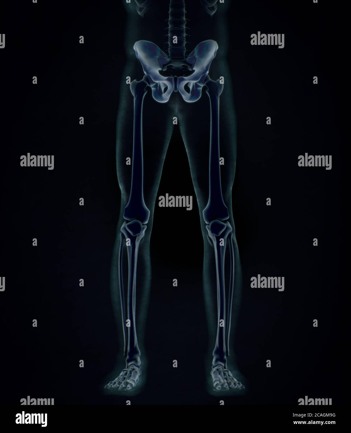 Ilium bone, hip bone or pelvis. Human anatomy, bone skeletal structure ...