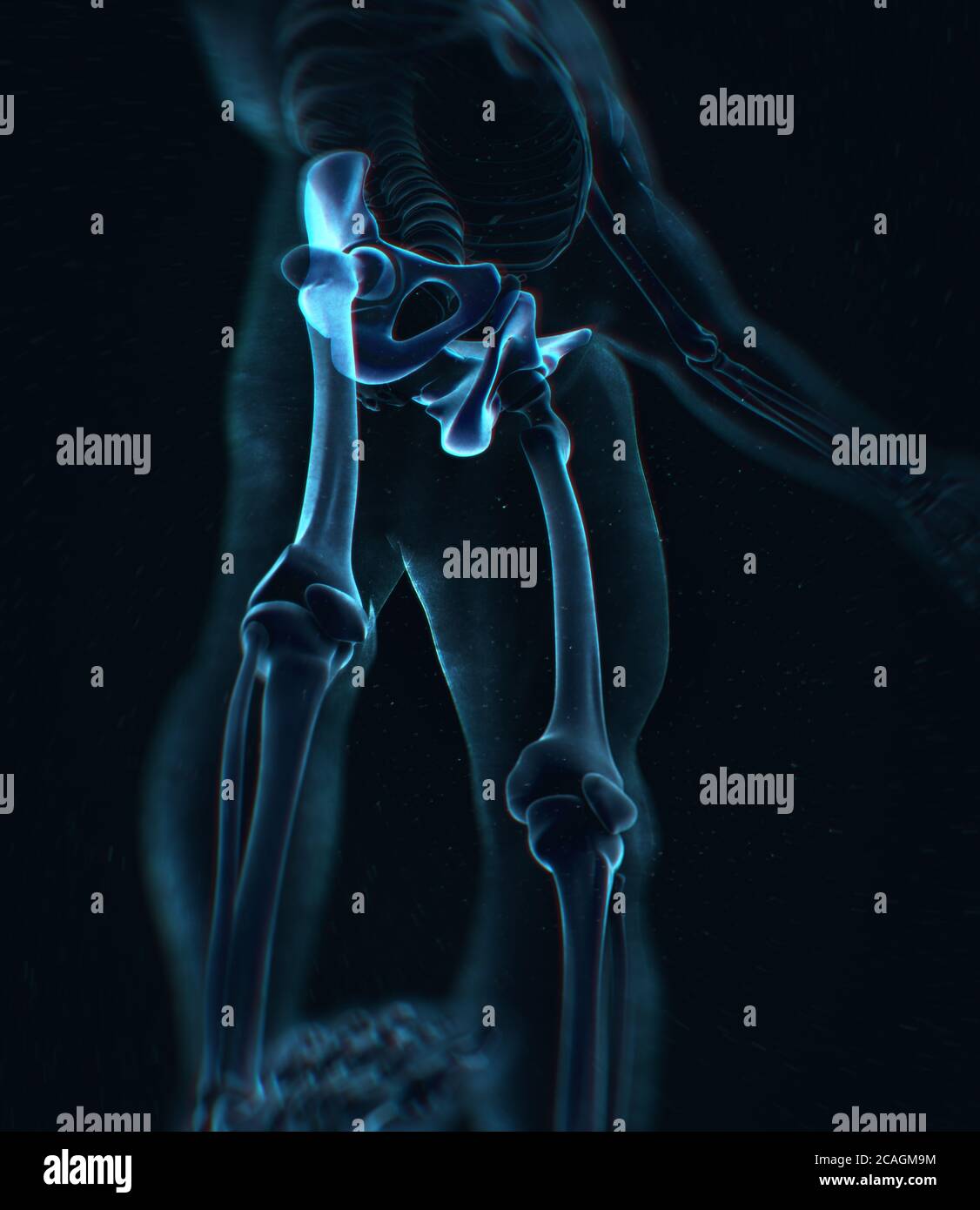 Ilium bone, hip bone or pelvis. Human anatomy, bone skeletal structure ...