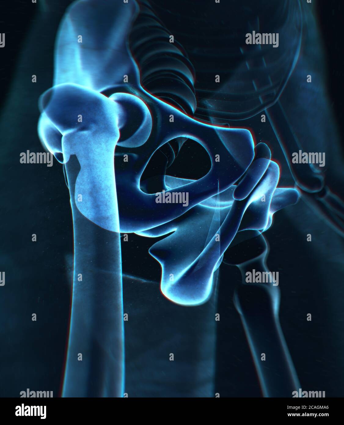 Ilium bone, hip bone or pelvis. Human anatomy, bone skeletal structure ...