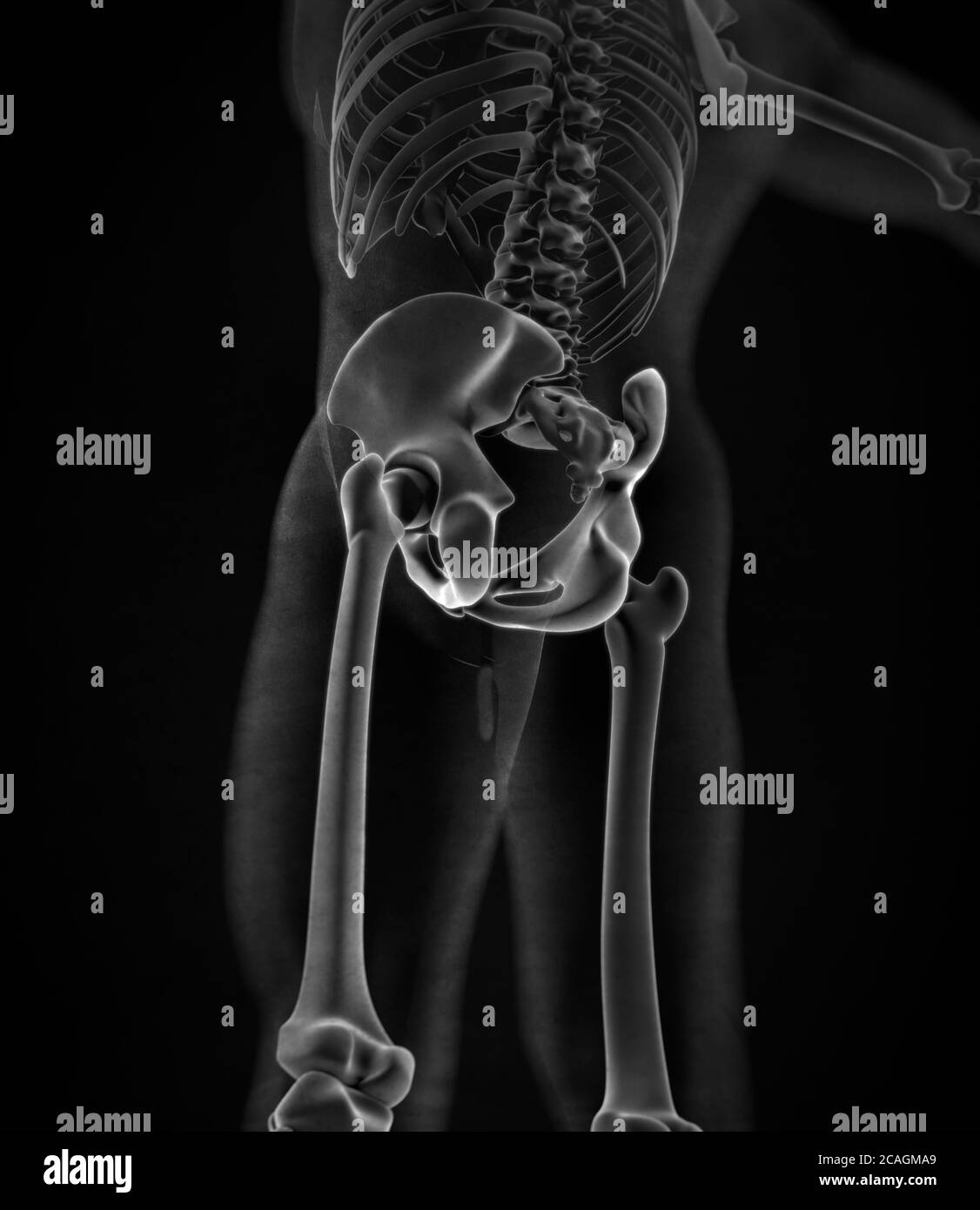 Ilium bone, hip bone or pelvis. Human anatomy, bone skeletal structure ...