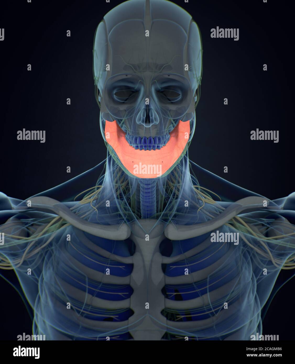 Anatomy illustration of human mandible, jaw bone inside body. 3D ...