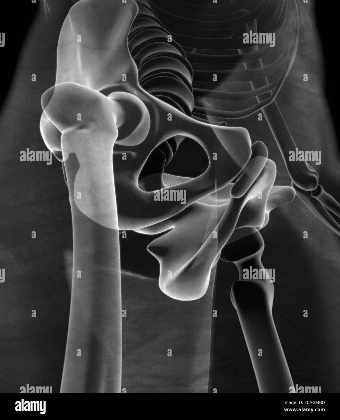Ilium Bone Anatomy Hip Joint Overview
