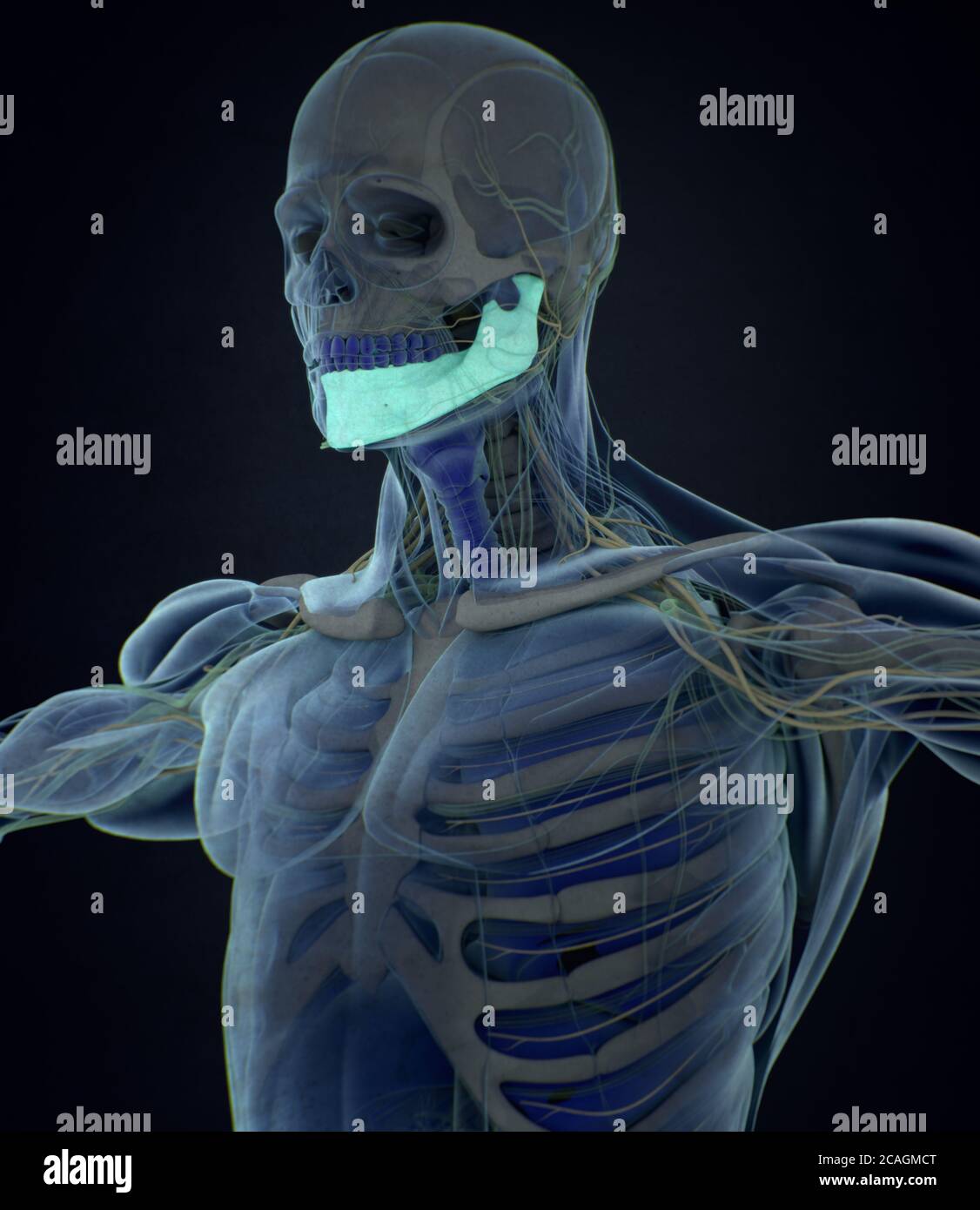 Ramus of mandible hi-res stock photography and images - Alamy