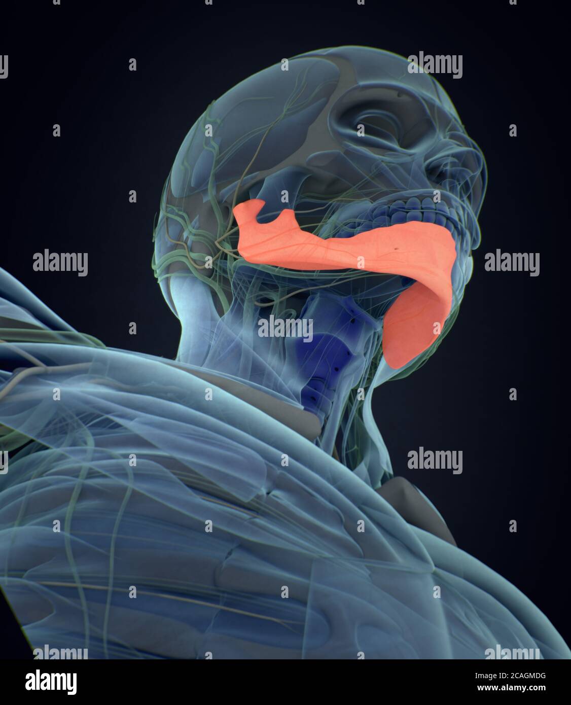 Ramus of mandible hi-res stock photography and images - Alamy