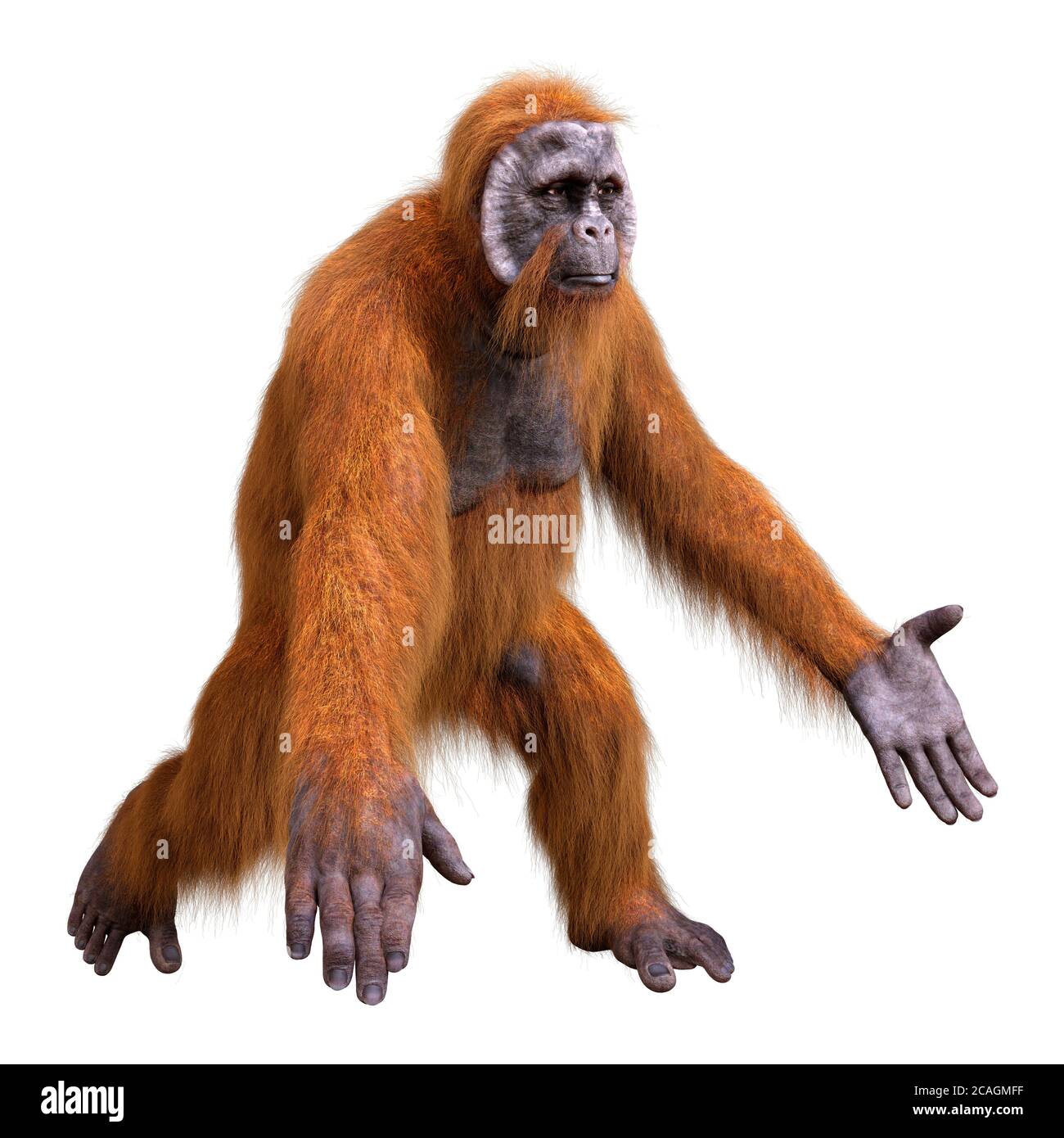 Orang utan zoo Cut Out Stock Images & Pictures - Alamy