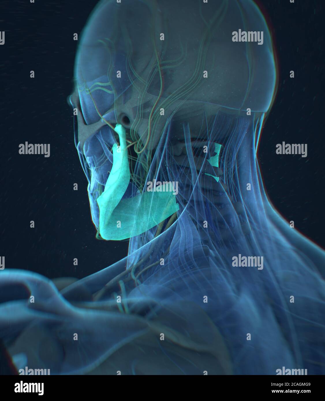Anatomy illustration of human mandible, jaw bone inside body. 3D ...