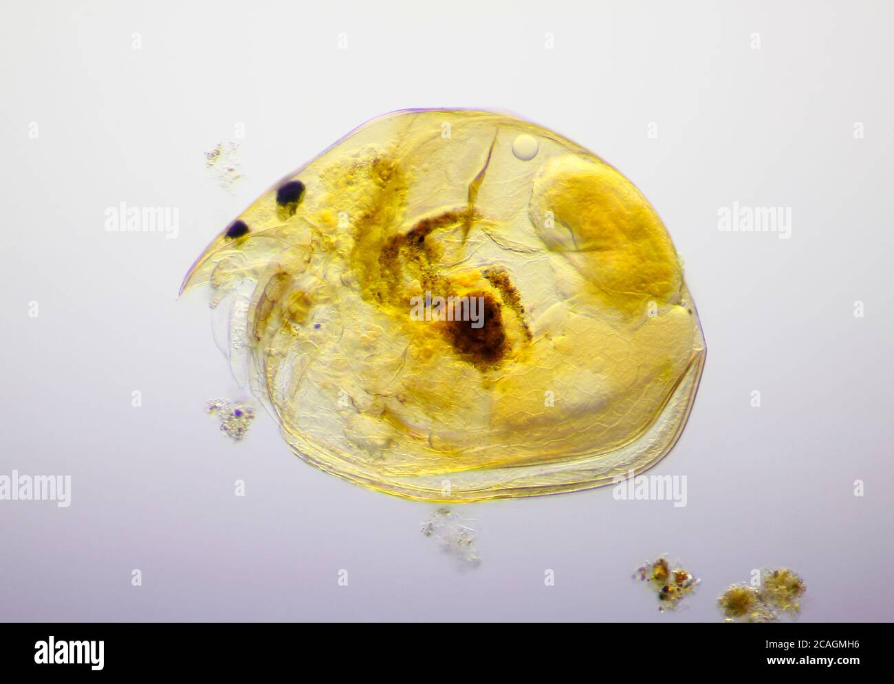 Microscopic view of a water flea (Alona quadrangularis). Brightfield ...