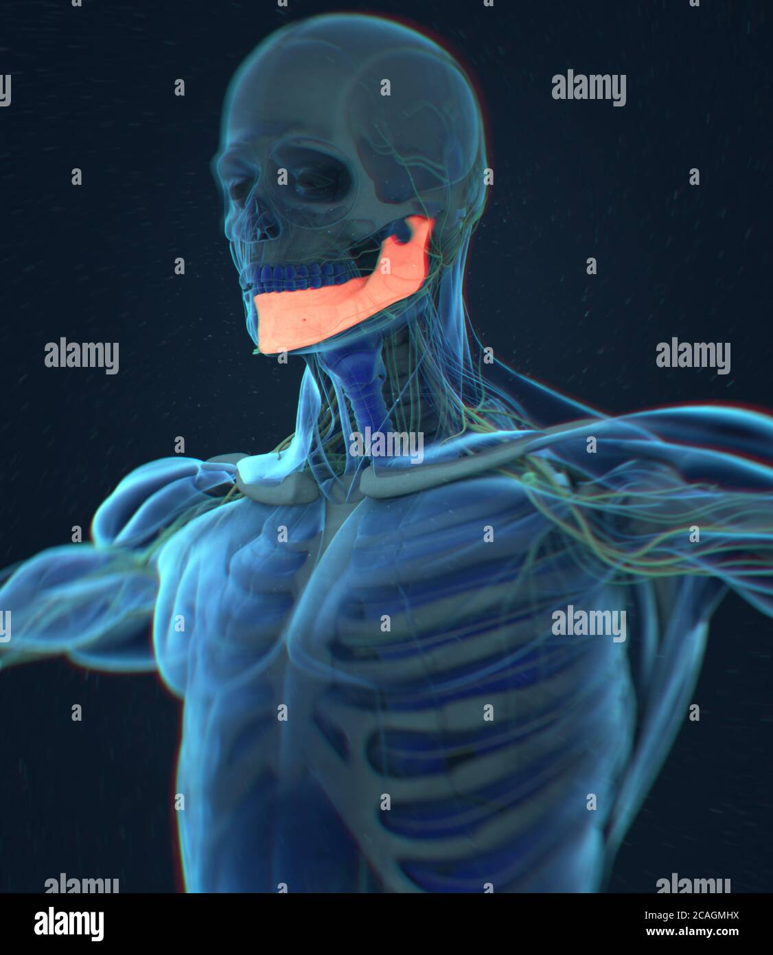 Anatomy illustration of human mandible, jaw bone inside body. 3D ...
