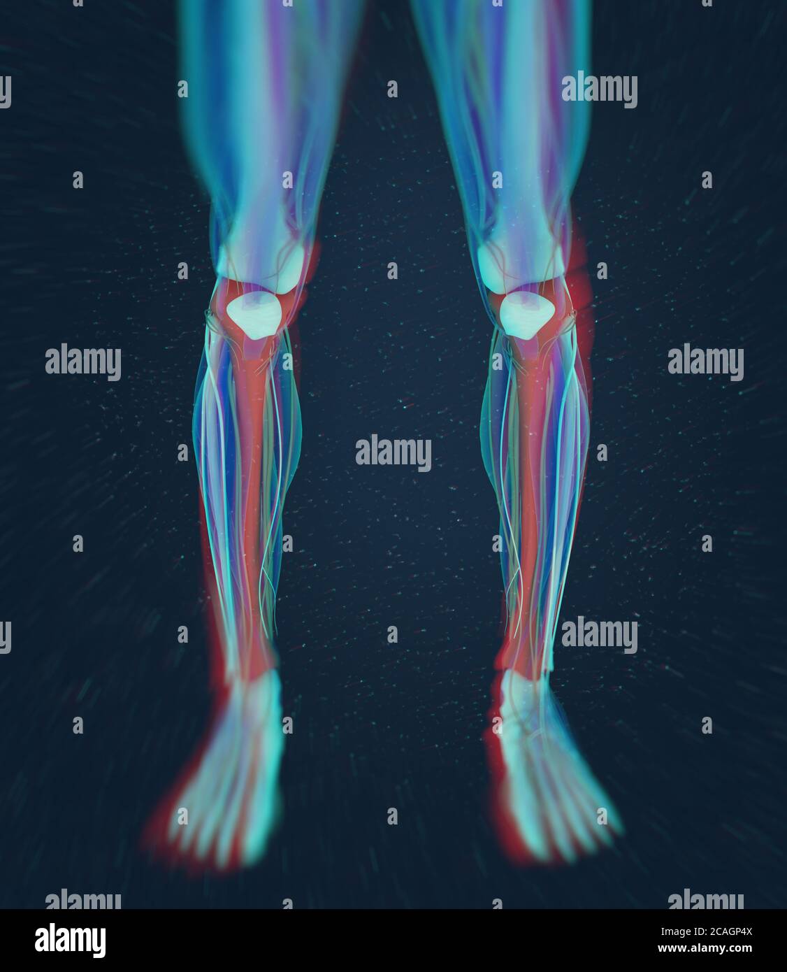 Tibia bone, human anatomy. 3D illustration Stock Photo - Alamy