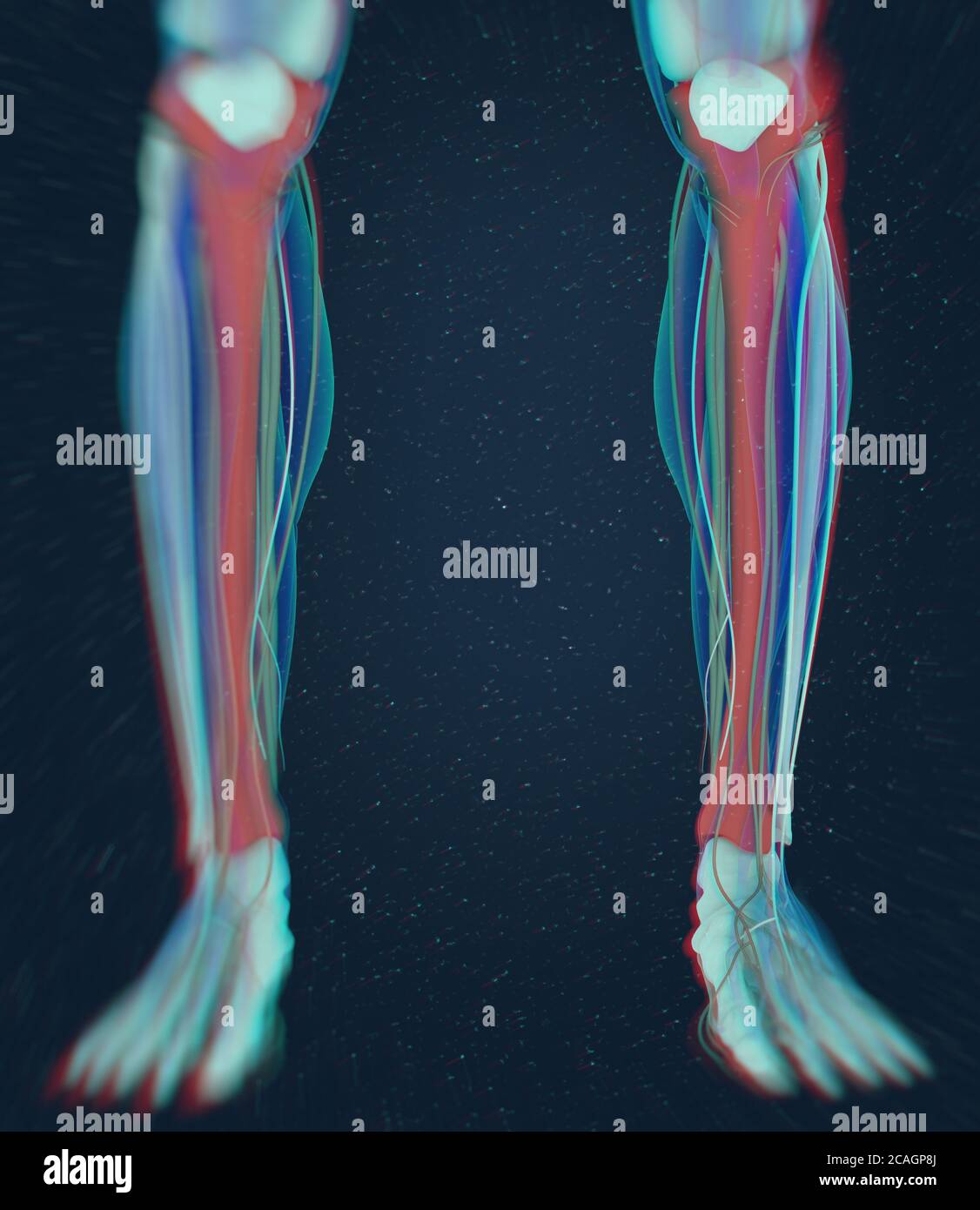 Tibia bone, human anatomy. 3D illustration Stock Photo - Alamy