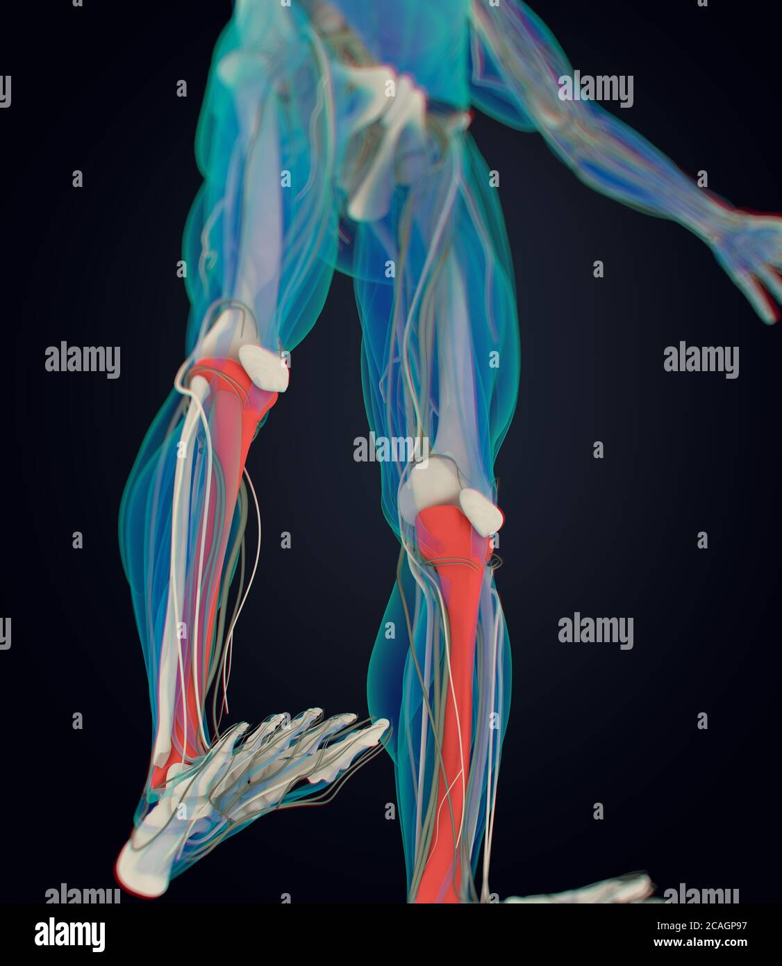 Tibia bone, human anatomy. 3D illustration Stock Photo - Alamy