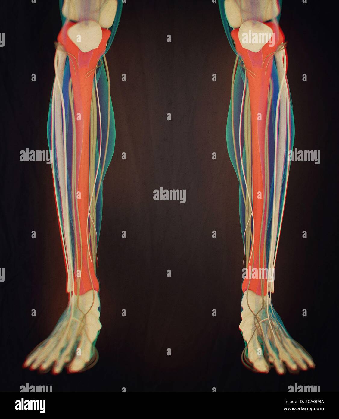 Tibia bone, human anatomy. 3D illustration Stock Photo - Alamy