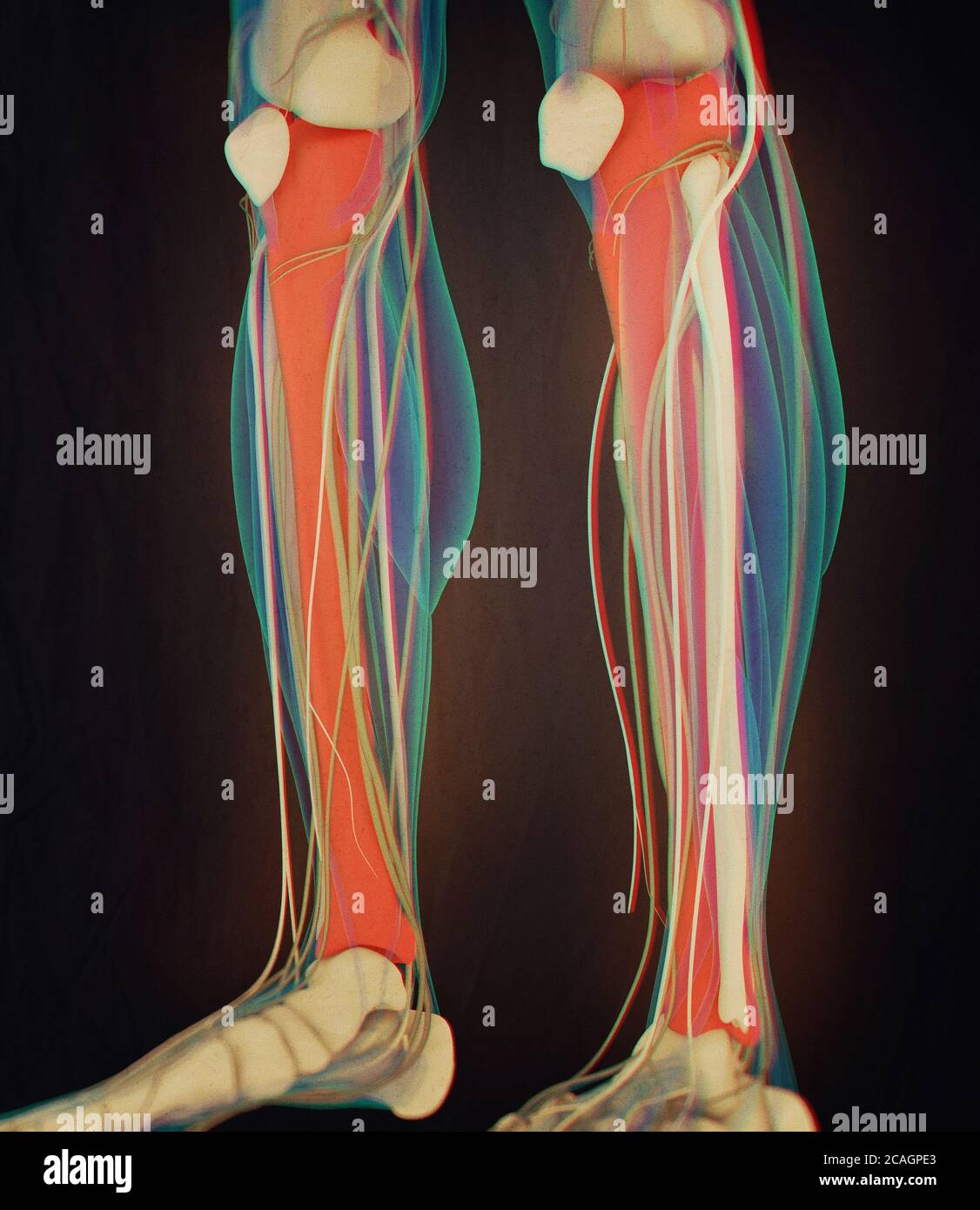 Tibia bone, human anatomy. 3D illustration Stock Photo - Alamy