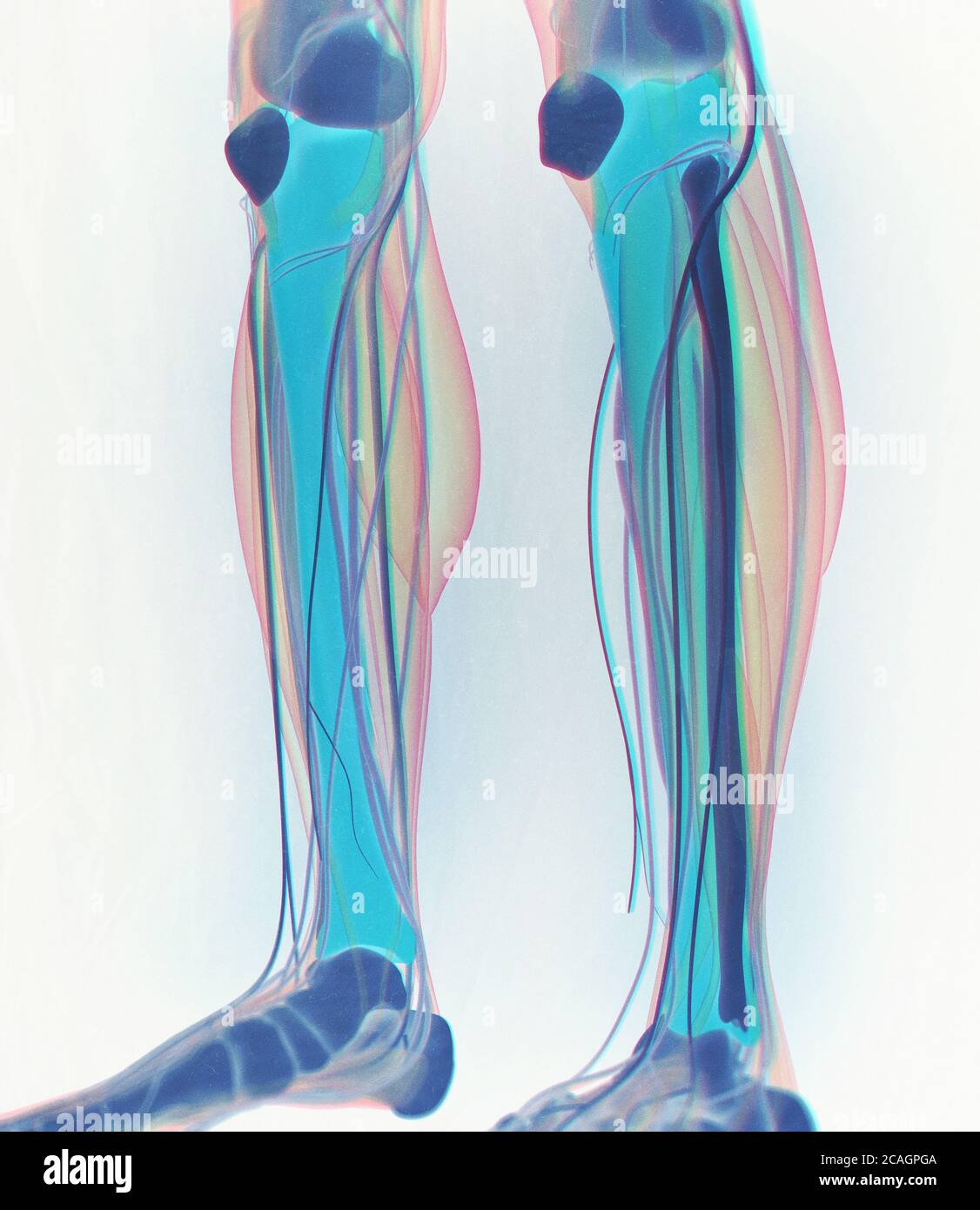 Human limbs xray hi-res stock photography and images - Alamy