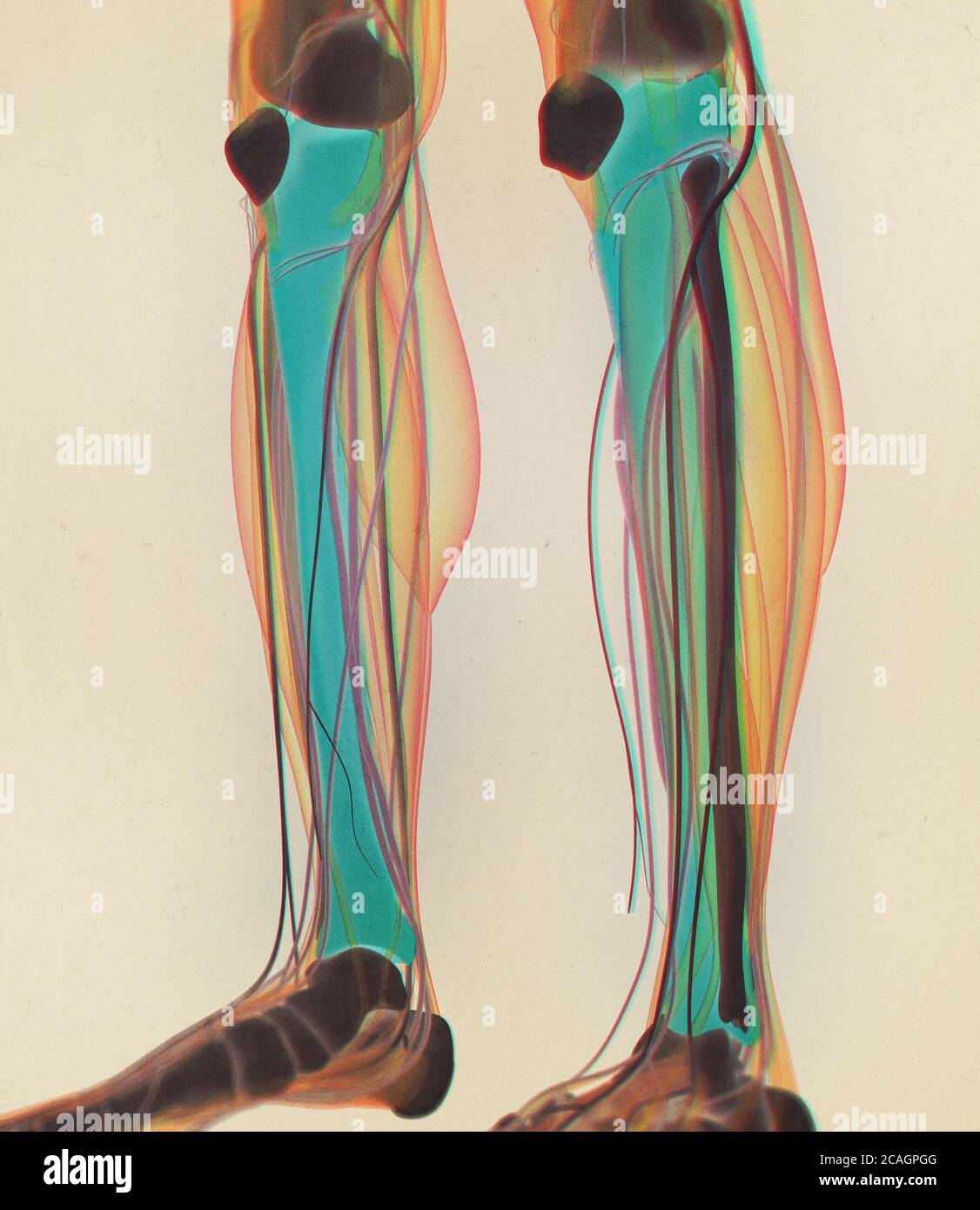 Tibia bone, human anatomy. 3D illustration Stock Photo - Alamy