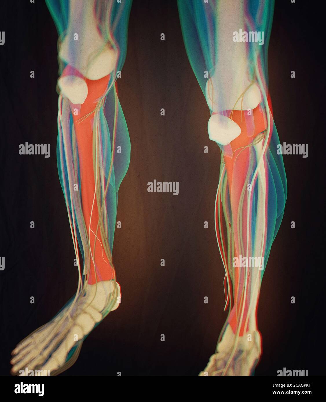 Tibia bone, human anatomy. 3D illustration Stock Photo - Alamy