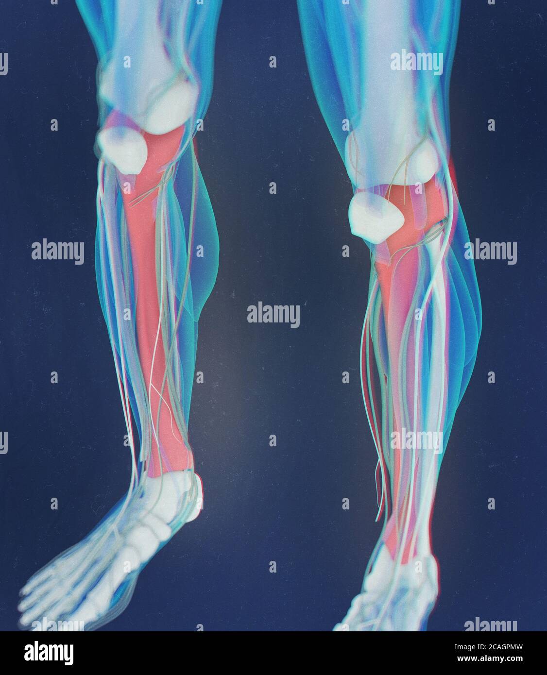 Tibia bone, human anatomy. 3D illustration Stock Photo - Alamy