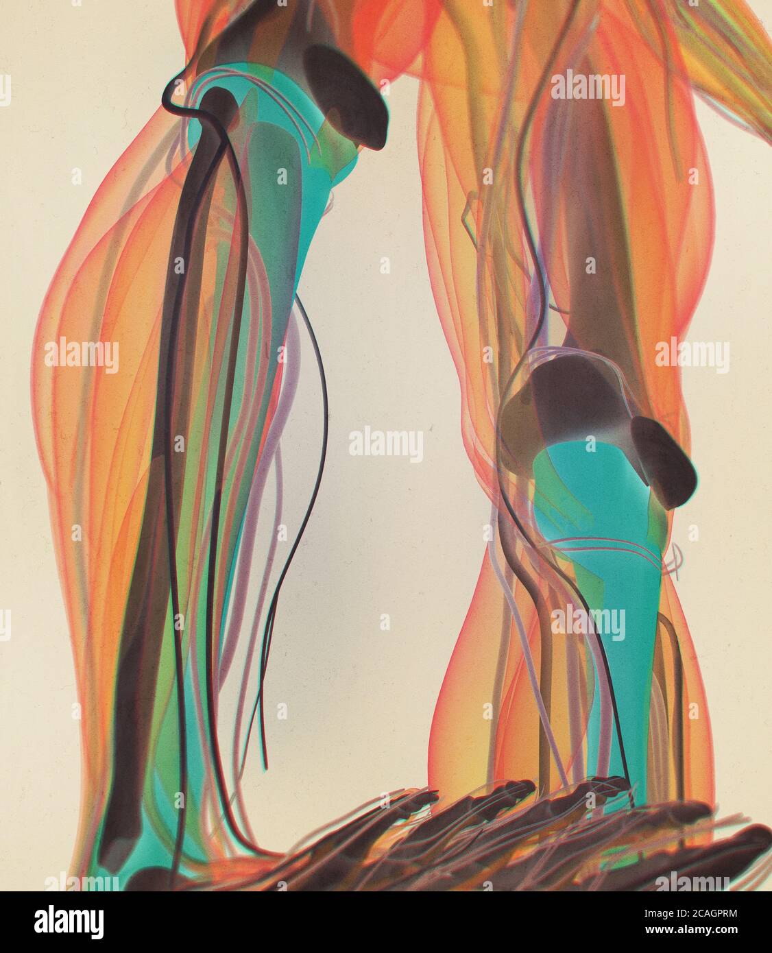 Tibia bone, human anatomy. 3D illustration Stock Photo - Alamy